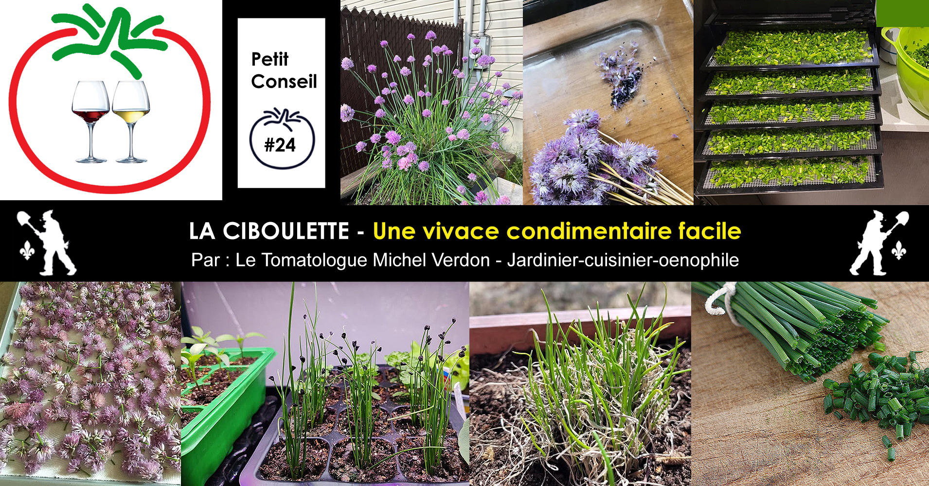 La Ciboulette - Une Fine Herbe Vivace et décorative