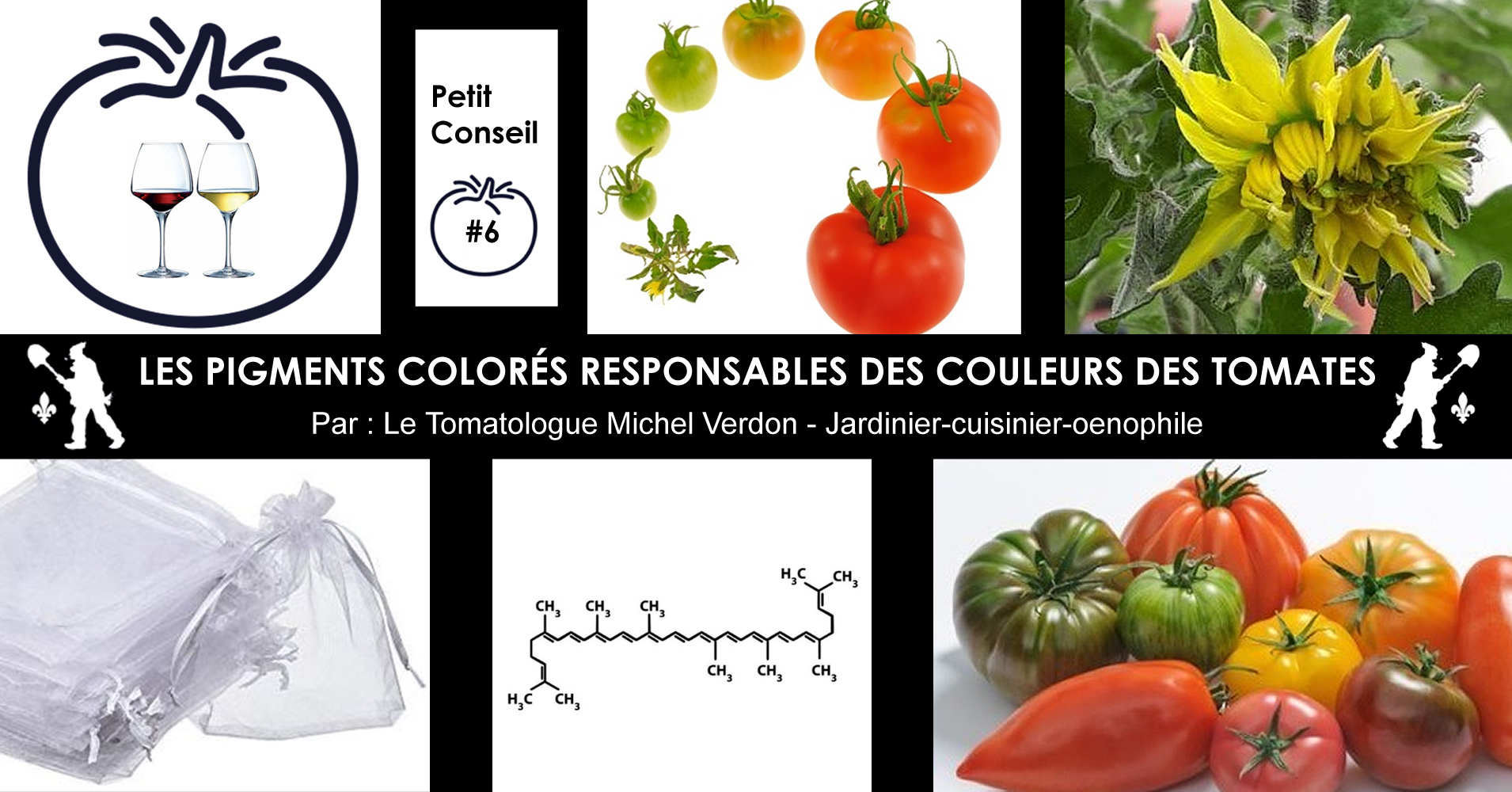 Couleurs des Tomates - Pigments Colorés de la Chair et de la Peau