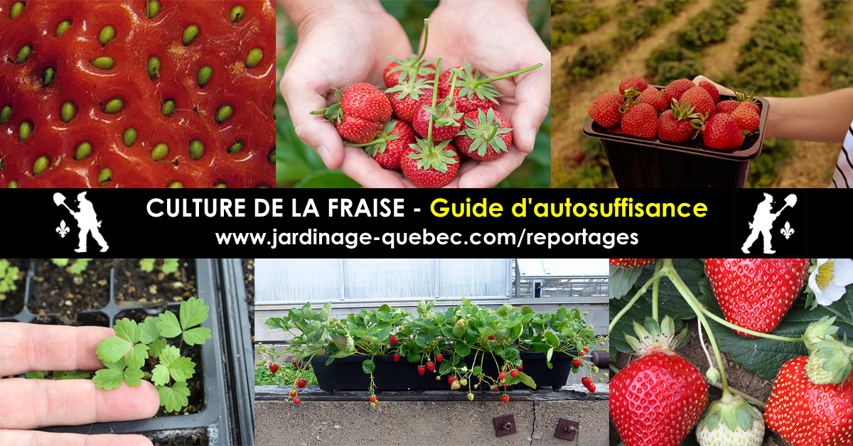 Culture des Fraises - Semis Plantation et Conservation