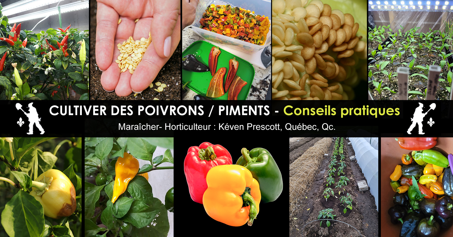 Cultiver des Piments ou Poivrons - Guide de Culture