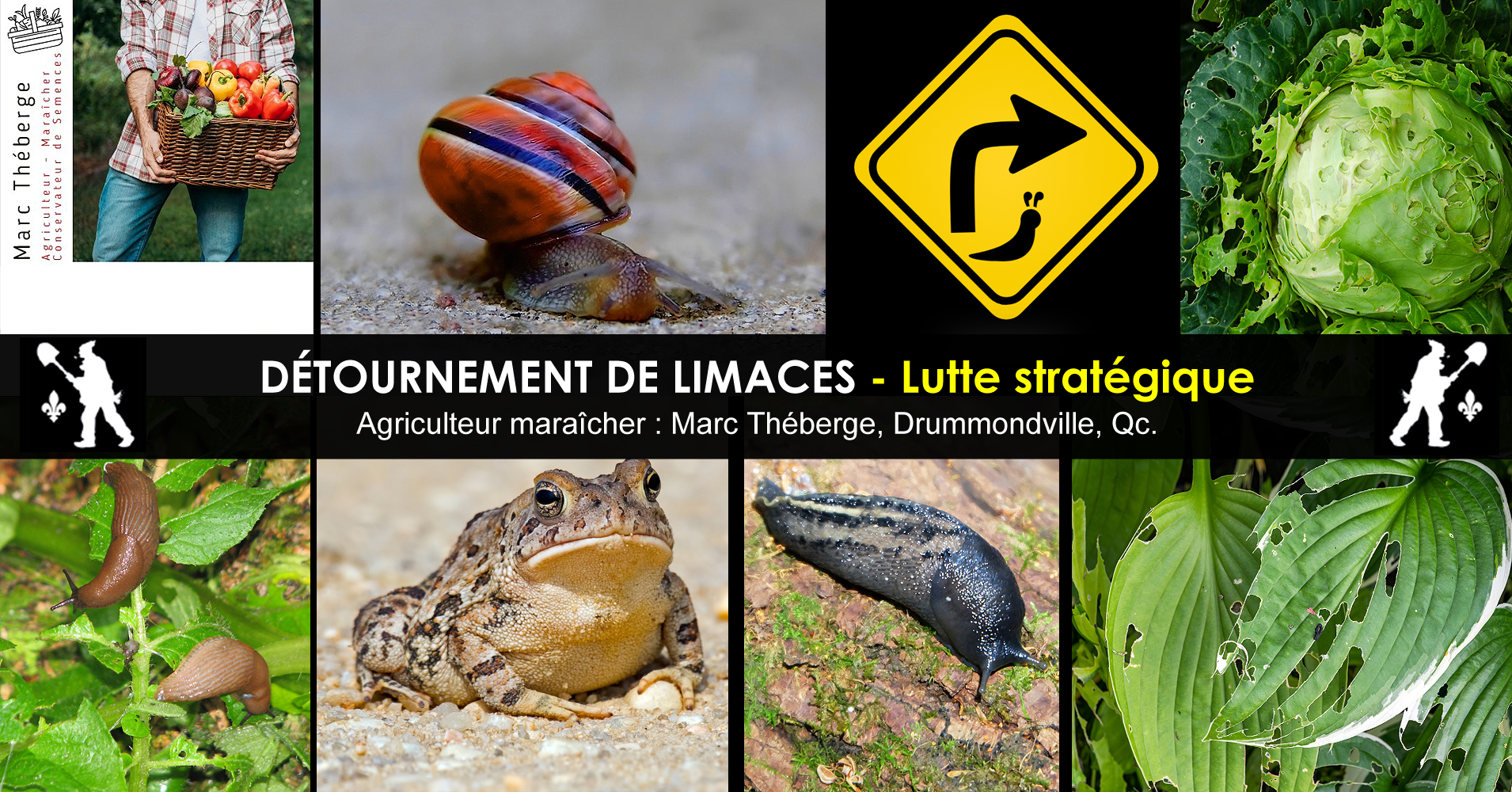 Se Débarrasser des Limaces Stratégiquement
