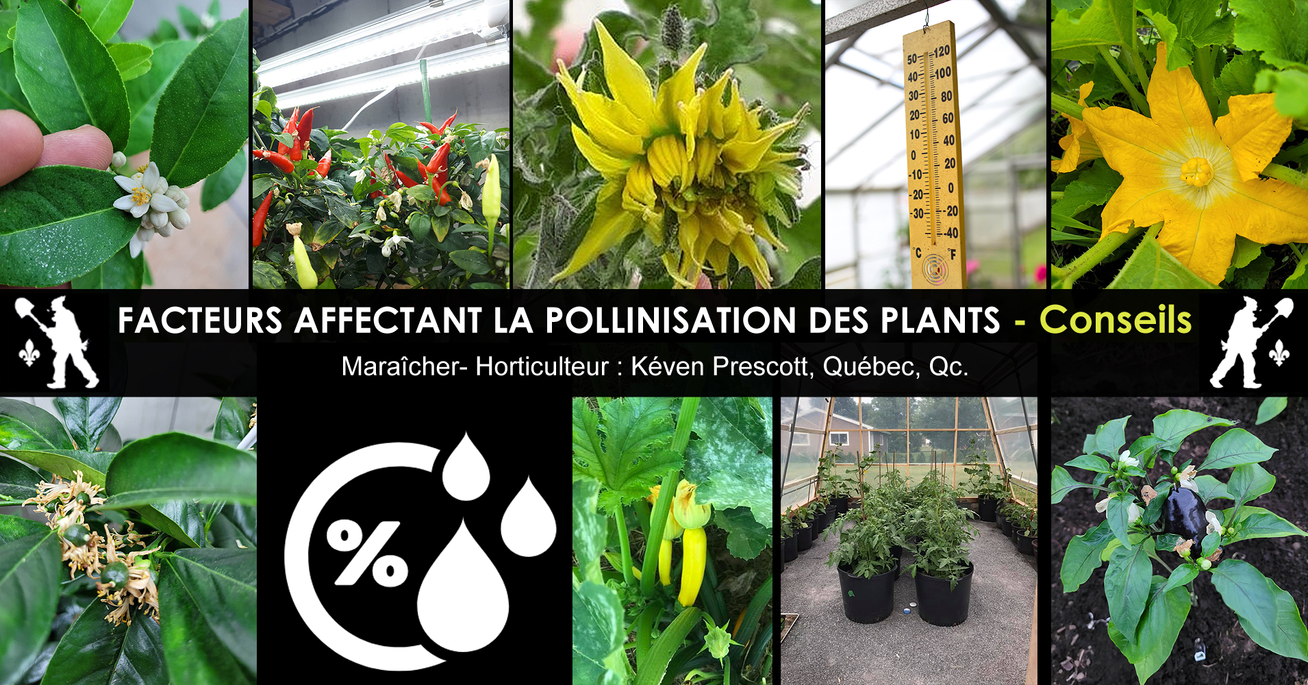 Facteurs Affectant la Pollinisation des Plants