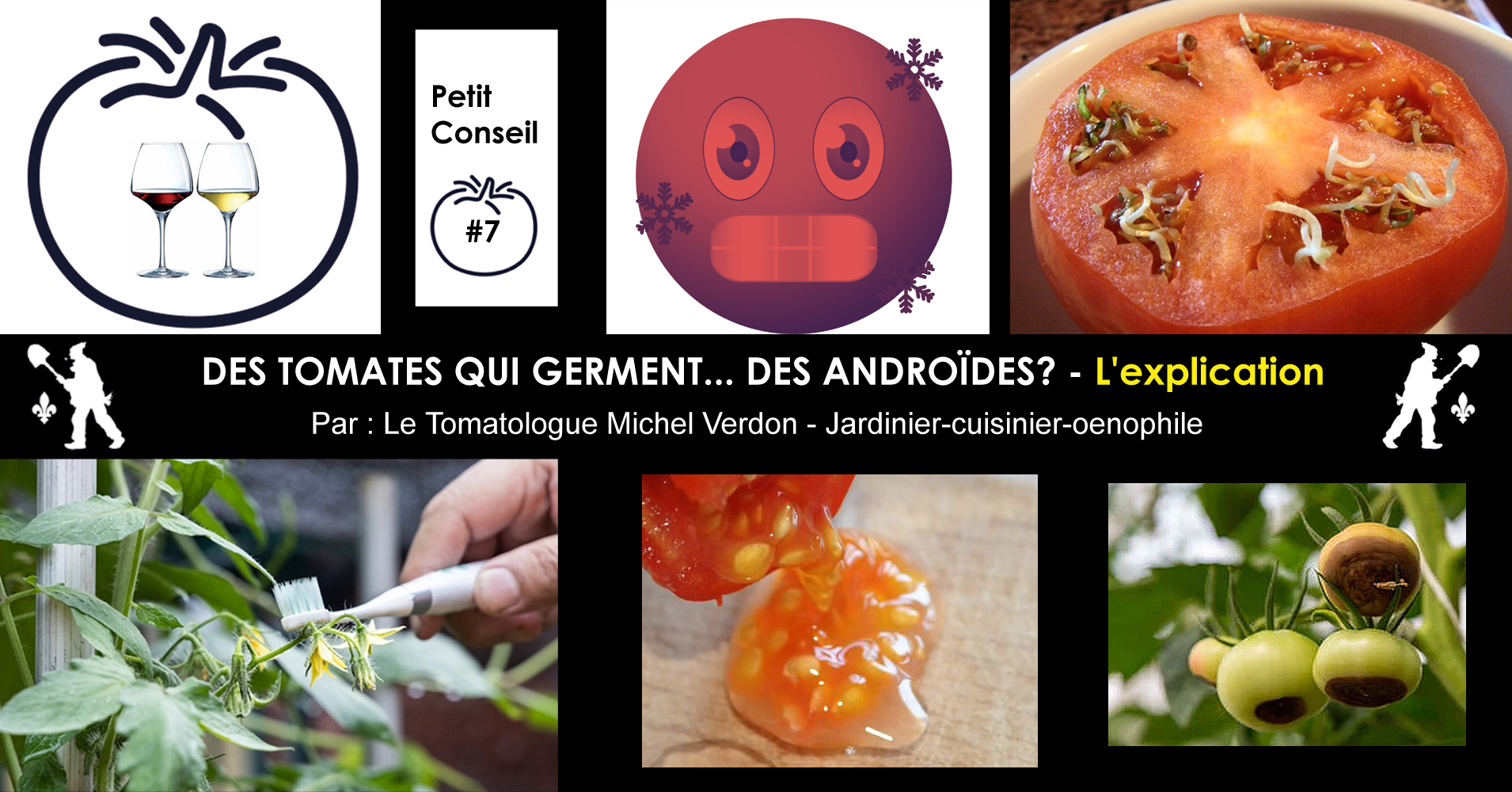 Graines qui Germent dans une Tomate - Explication