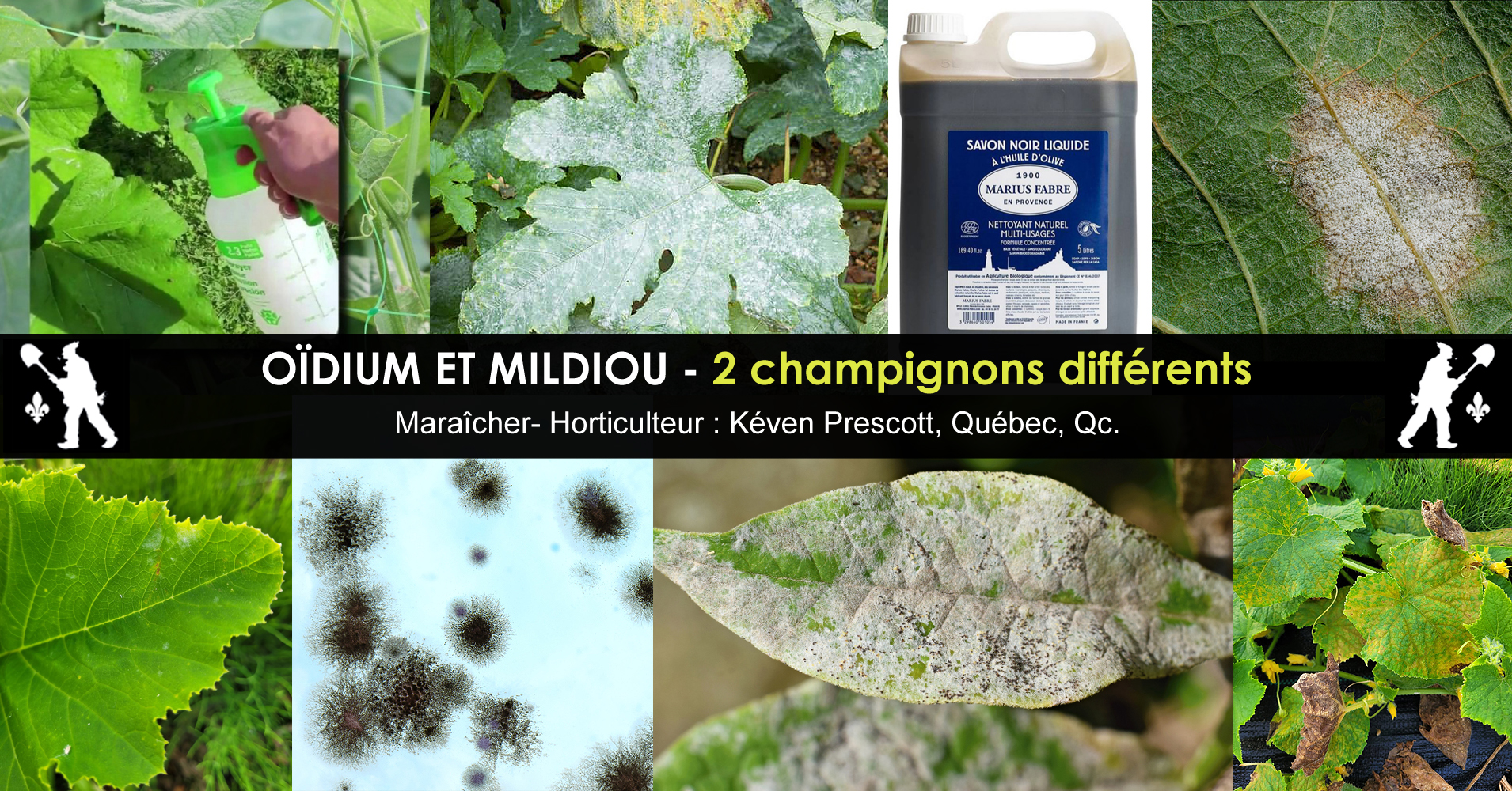 Oïdium et Mildiou au Jardin - Différences entre ces deux Champignons ...