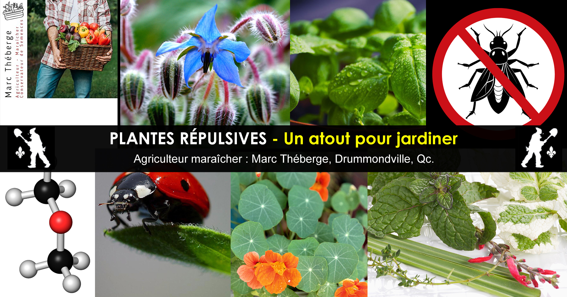 Les Plantes Répulsives un atout pour jardiner - Liste et Conseils