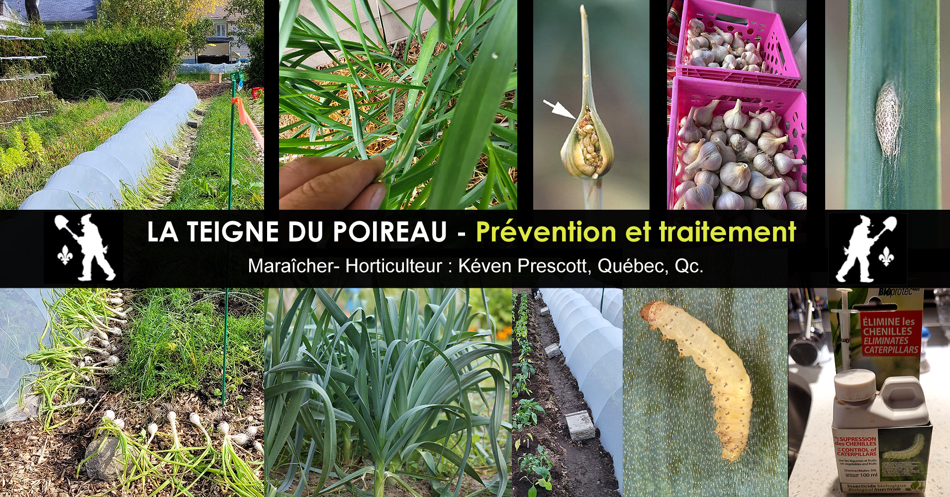 La Teigne du Poireau - Prévention et Traitement
