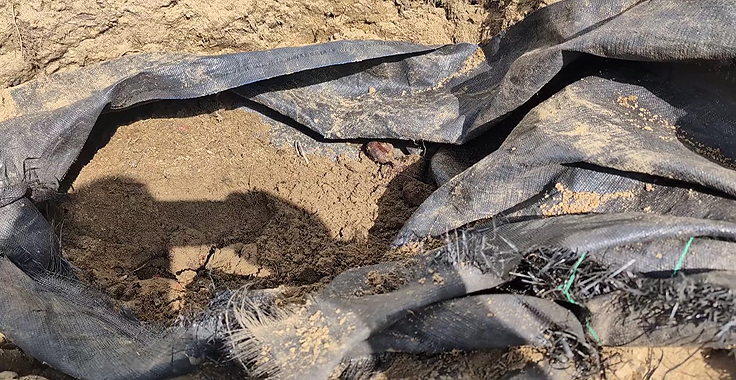 Conserver ses patates et glaïeuls tout l’hiver en terre facilement