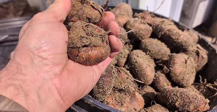 Conserver ses patates et glaïeuls tout l’hiver en terre facilement