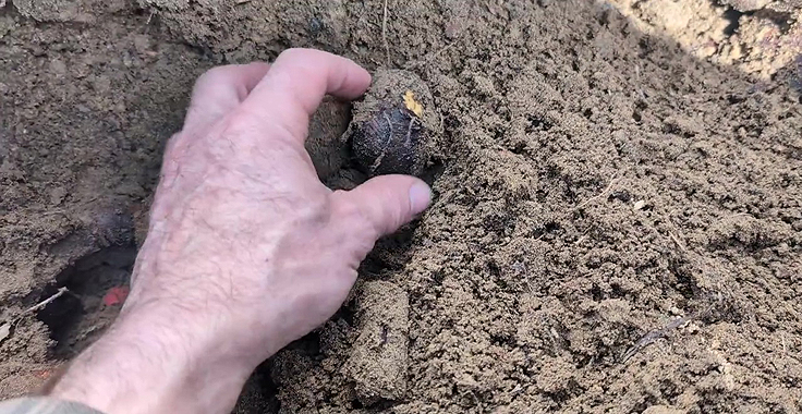 Conserver ses patates et glaïeuls tout l’hiver en terre facilement